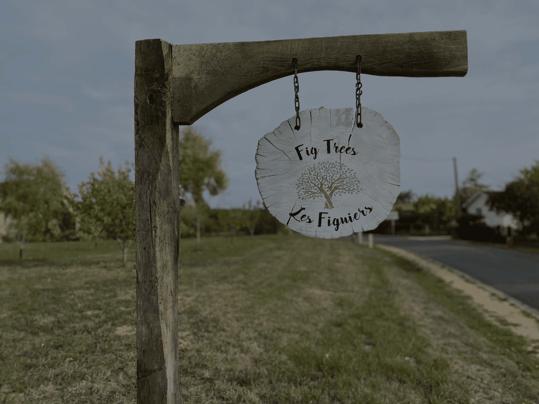 Discover Fig Trees – Fig Trees Farm